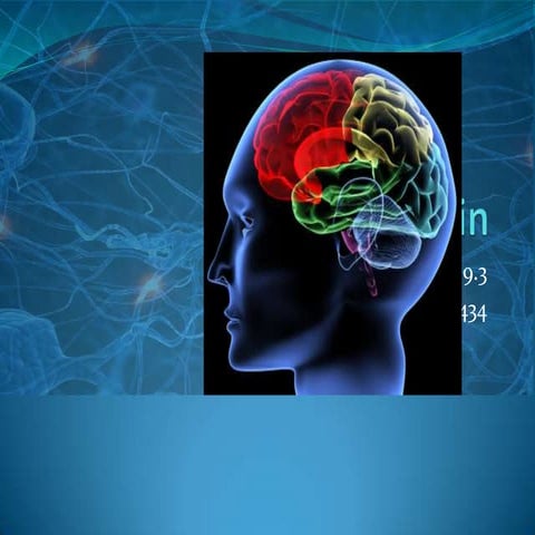 9.3 the brain | PPTX