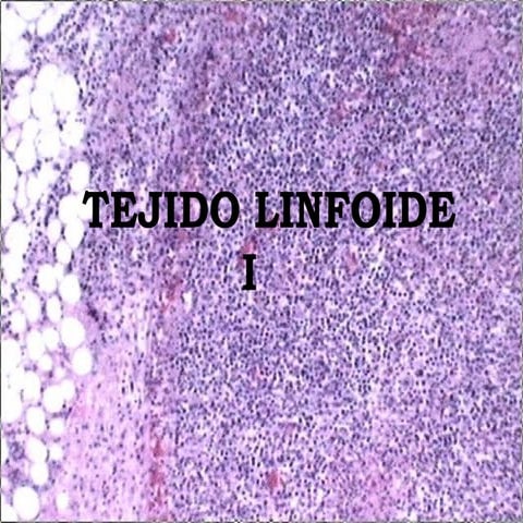 9-CD tejido linfoide 1.pdf facultad de medicina | PDF