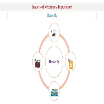 House Fly (Life cycle, Diseases and their control).pptx