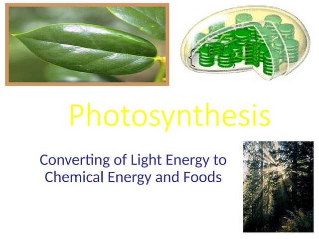 Photosynthesis | PPTX