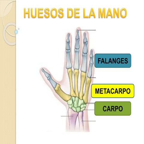 RADIOGRAFIA CARPAL | PDF