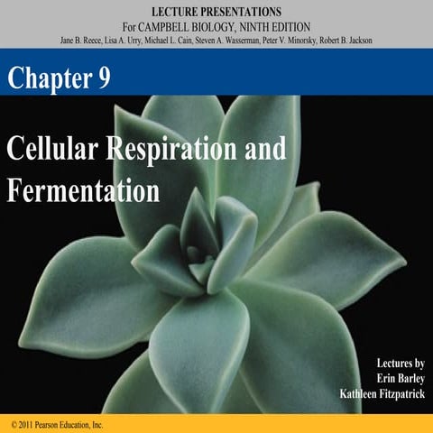 909 - Cellular Respiration & Fermentation.ppt
