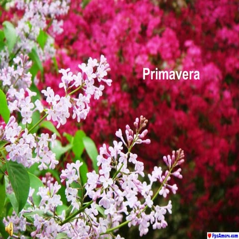 92 giorni-di-primavera | PPS