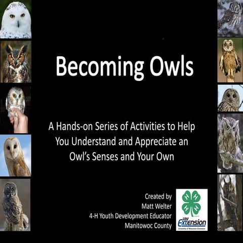 Becoming Owls by Matt Welter | PDF | Birds | Pets