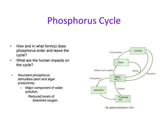 Ecological cycles | PPT | Chemistry | Science