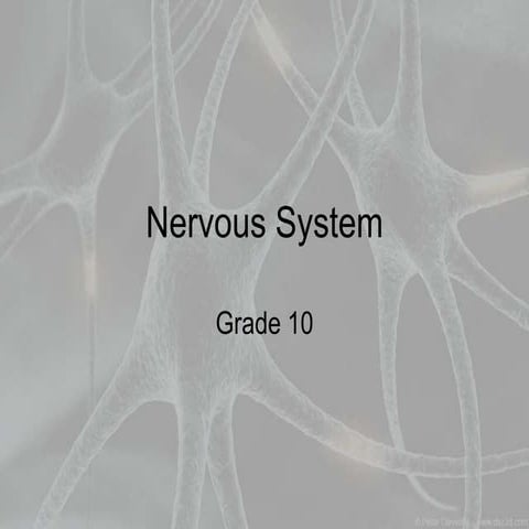 Chapter 35 Butterfly Biology Complete PPT 5_Nervous_System | PPT