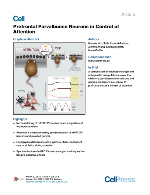 NeuroReport_Neural mechanisms of attentional modulation of perceptual grouping by collinearity | PDF