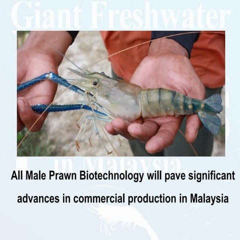 Freshwater-prawn | PDF