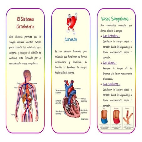 96094820-Triptico-de-Sistema-Circulatorio.docx