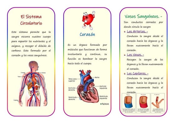 Hojas De Trabajo Del Sistema Cardiovascular Evaluación Del Riesgo