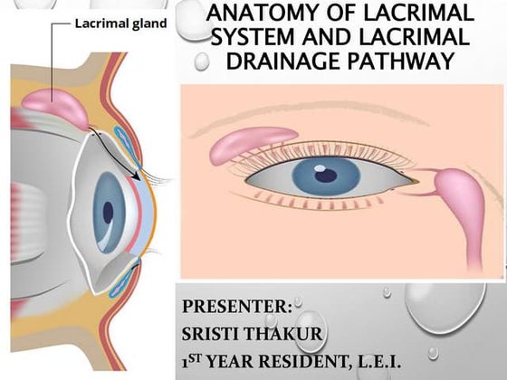 Anatomy of lacrimal gland | PPTX