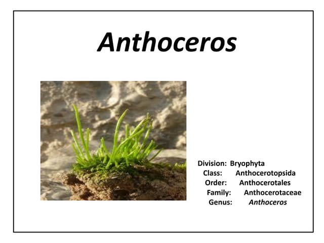 Anthoceros.ppt