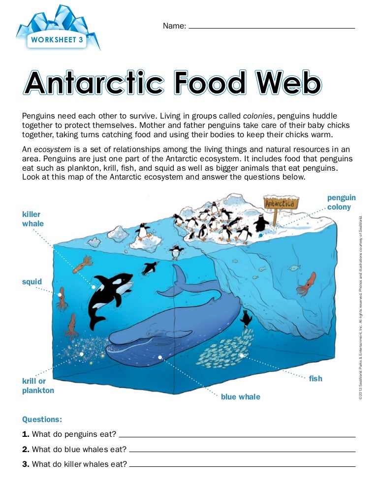 sw_antarctic_food_web_w3