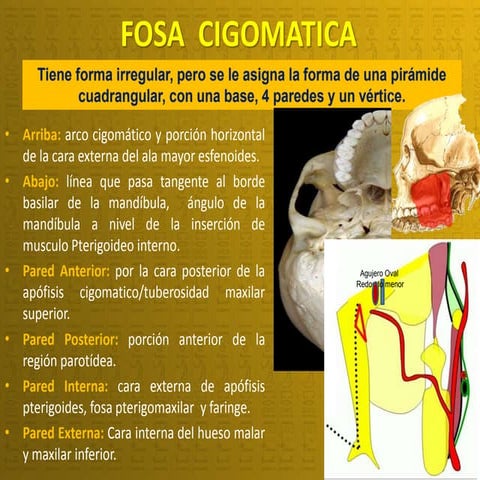 ANATOMIA - Region Cigomatica | PDF