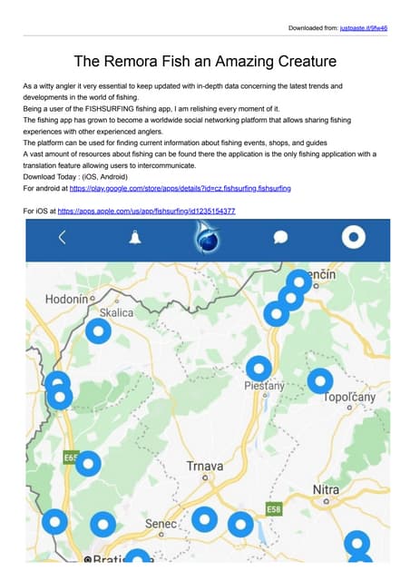 The Blue Runner Fish | PDF