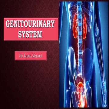 Genitourinary System.ppsx | Pregnancy | Reproductive Health