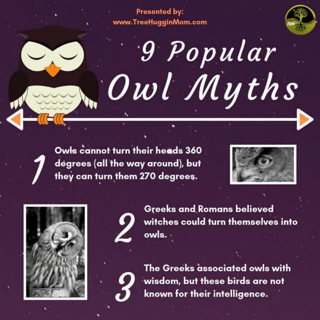 9 Popular Owl Myths From Around the World | PDF