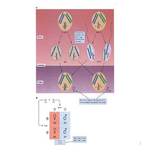 9 Sex Linked Inheritance In Model Organisms Pptx