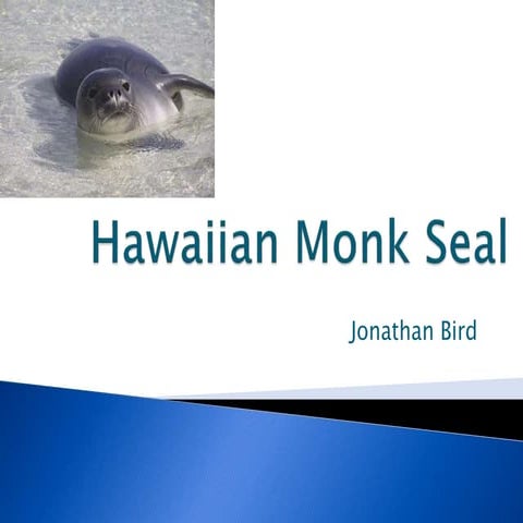 Hawaiian Monk Seals | PPT