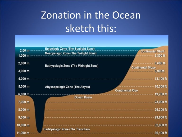 9 zonation in the ocean