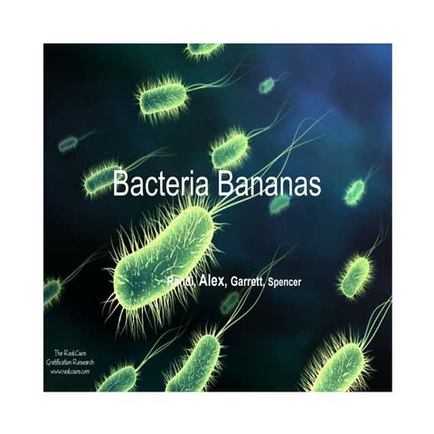 Bacteria Bananas[1] | PPT