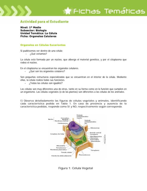Hoja De Trabajo Con Claves Sobre Los Organelos Celulares