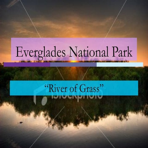 Everglades Biome | PPT