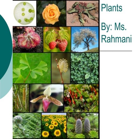 Plants | PPT