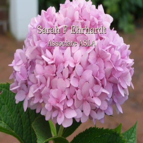 Power point - Sarah F Ehrhardt | PPT