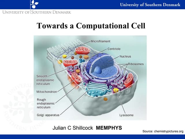 Computational Modeling Of Biophysical Processes In A Cell Ppt