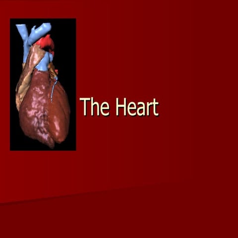 The Heart | PPT | Heart and Cardiovascular Diseases | Diseases and ...