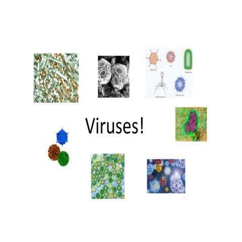 Viruses | PPT