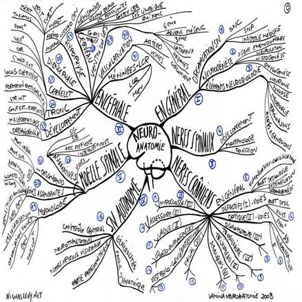 Mind maps cartes mappe mapas : neuroanatomy neuroanatomy neuroanatomia ...