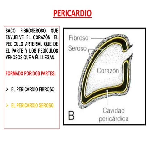 Anatomía del Pericardio y el Corazón | PPTX