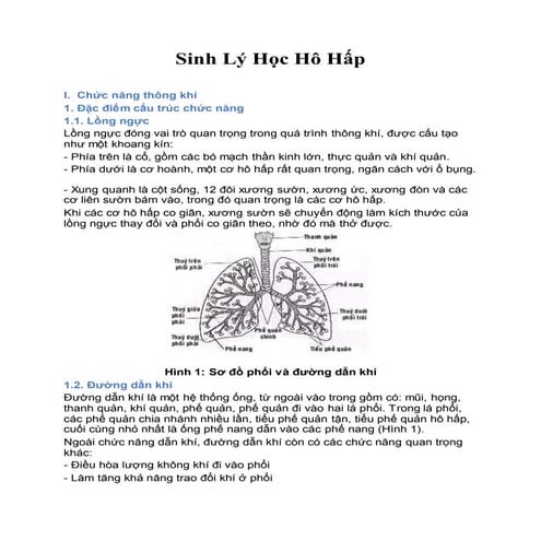 Sinh lí học hô hấp | PDF