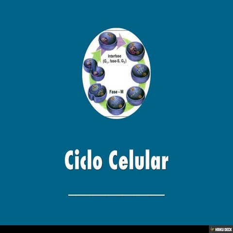 Ciclo Celular Pdf