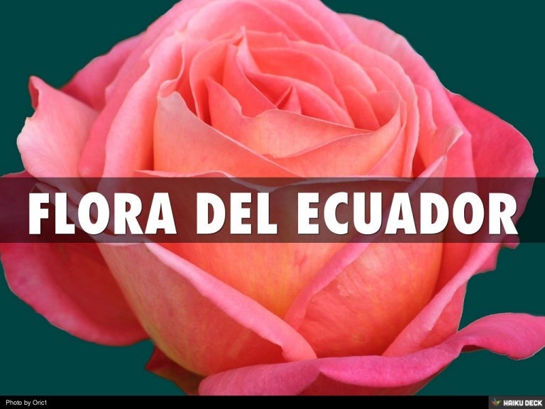 FLORA DEL ECUADOR