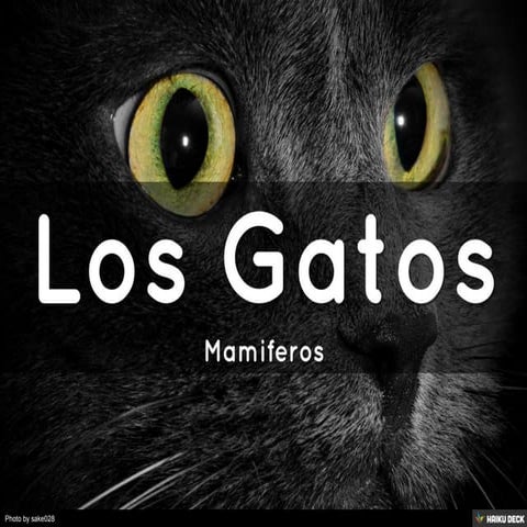 Los Gatos | PPT
