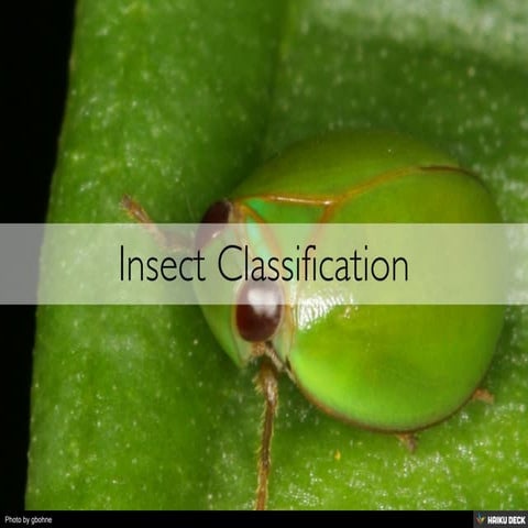 Insect Classification | PDF