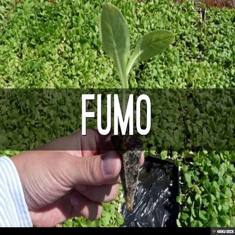 fumo | PDF