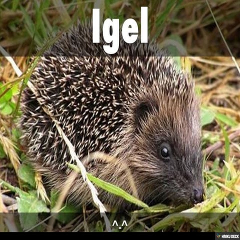 Igel | PPT