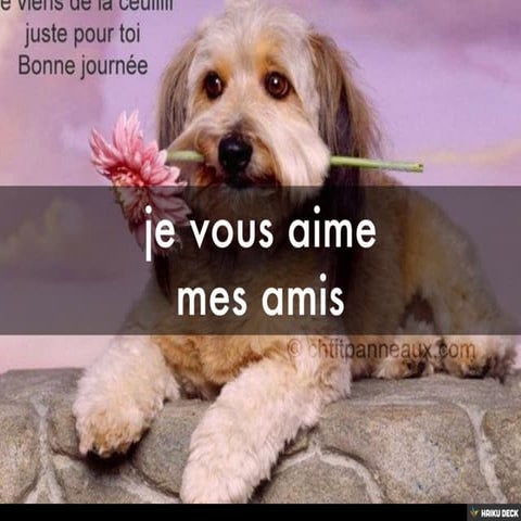 je vous aime mes amis | PDF