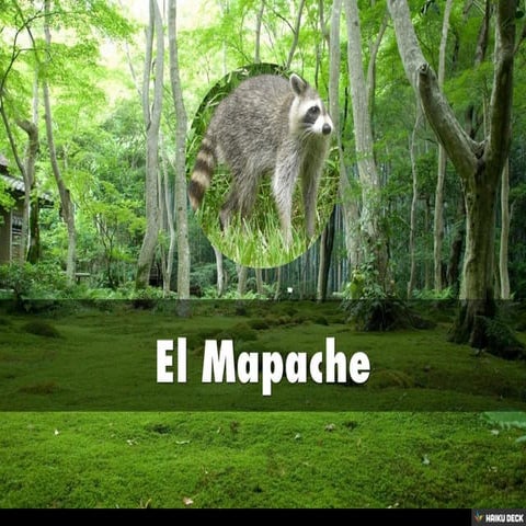 El Mapache | PPT