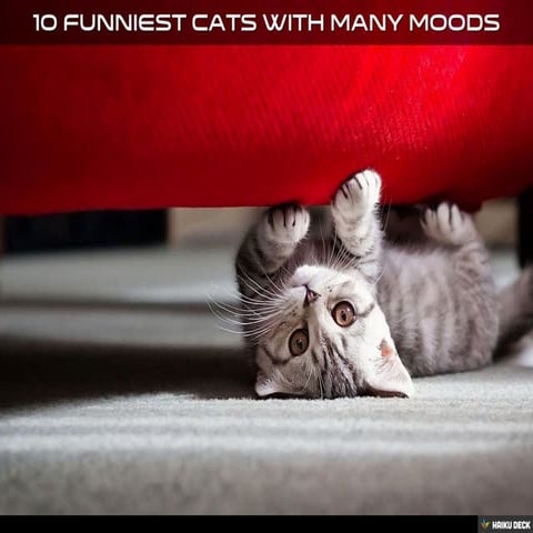 10 Funniest Cats with Many Moods | PDF