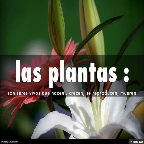 las plantas : | PPT