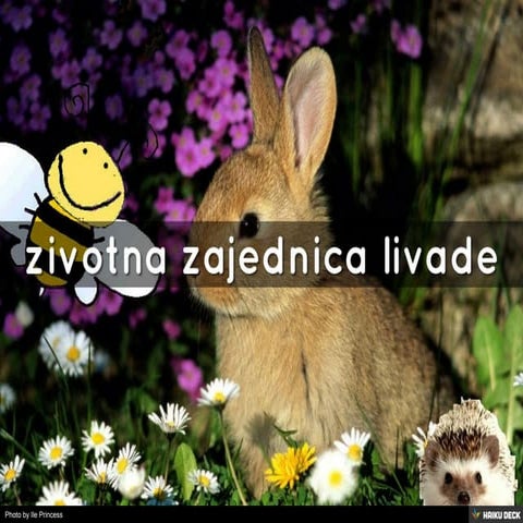 zivotna zajednica livade | PDF