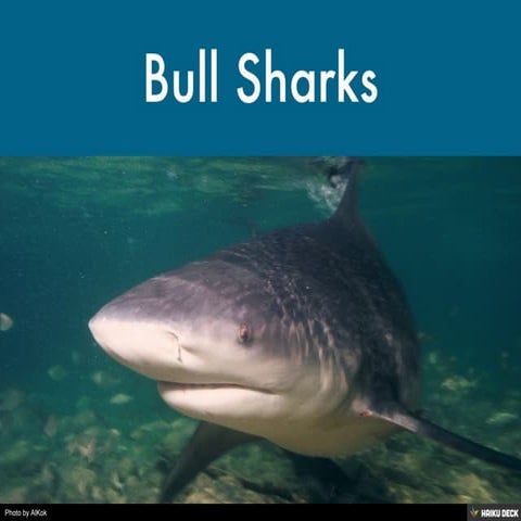 Bull Sharks | PPT