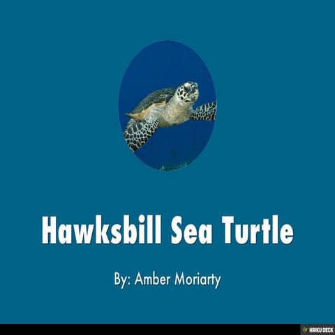 Hawksbill Sea Turtle | PDF
