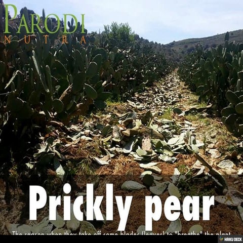 Prickly pear | PPT
