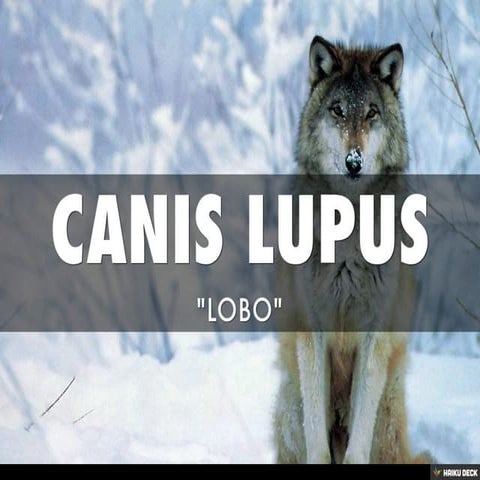 CANIS LUPUS | PDF